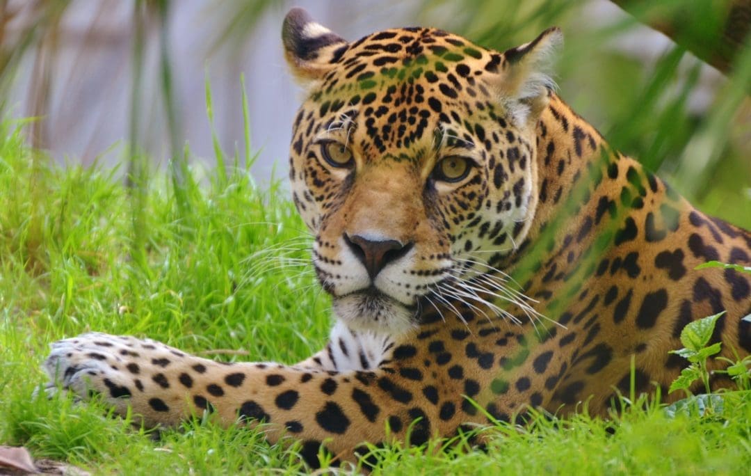 Jaguar - Hands Over Heart: Practical Shamanism For a Really Good Life ...